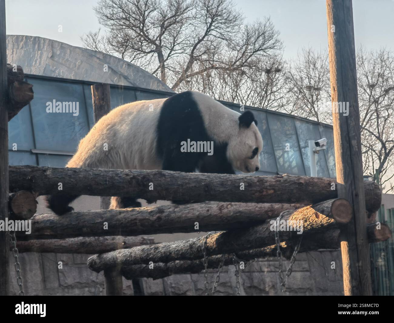 Giant panda Fu Xing enjoys winter time at Beijing Zoo, Beijing, China ...