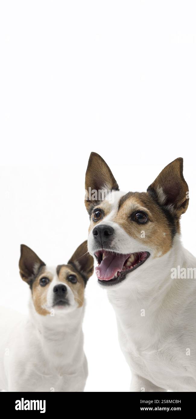 Cute small dog Jack Russell terrier on white background Stock Photo - Alamy