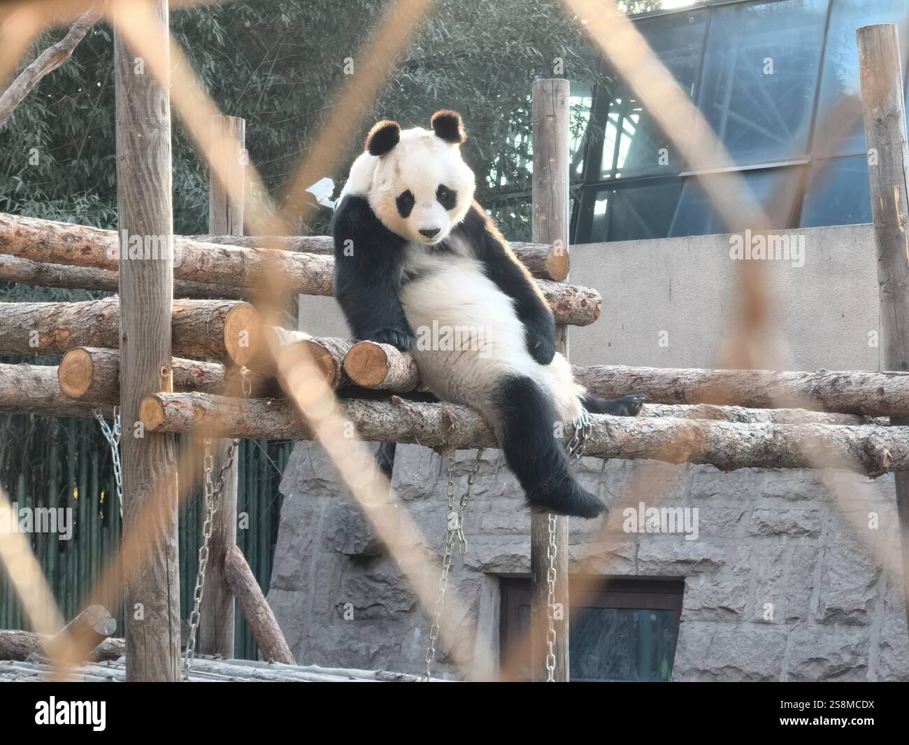 Giant panda Fu Xing enjoys winter time at Beijing Zoo, Beijing, China ...