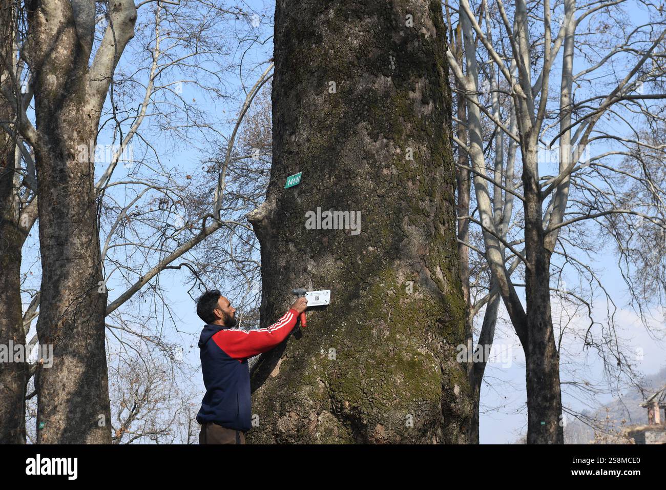 Srinagar, Jammu And Kashmir, India. 23rd Jan, 2025. Workers install a ...