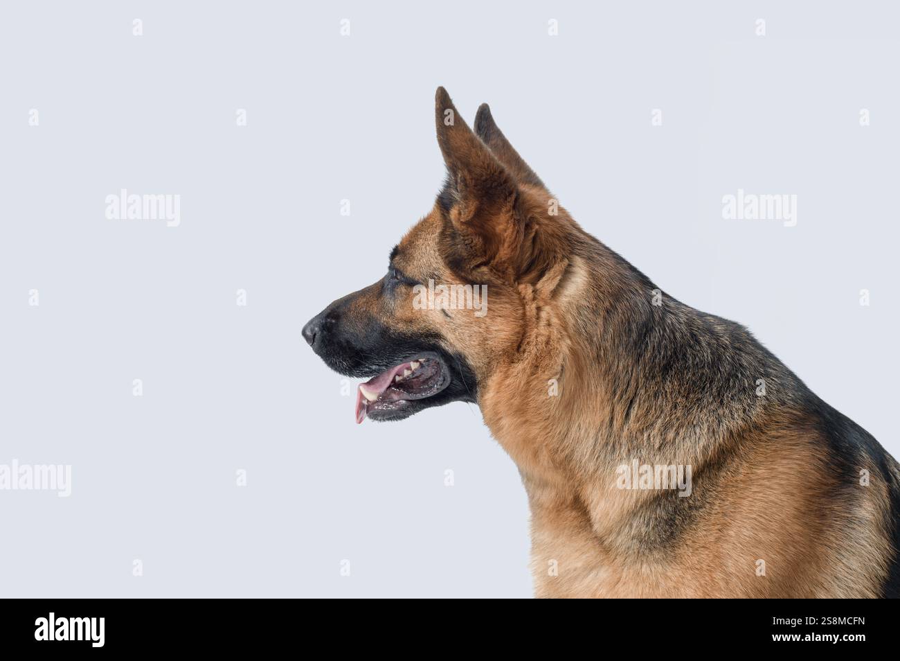 Portrait of a beautiful German Sheperd, profile view, isolated on white ...