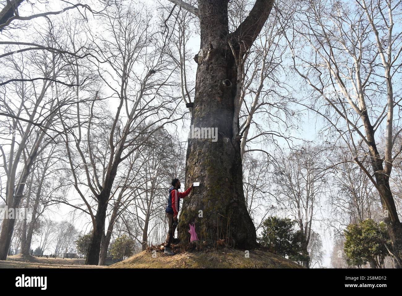 Srinagar, Jammu And Kashmir, India. 23rd Jan, 2025. Workers install a ...