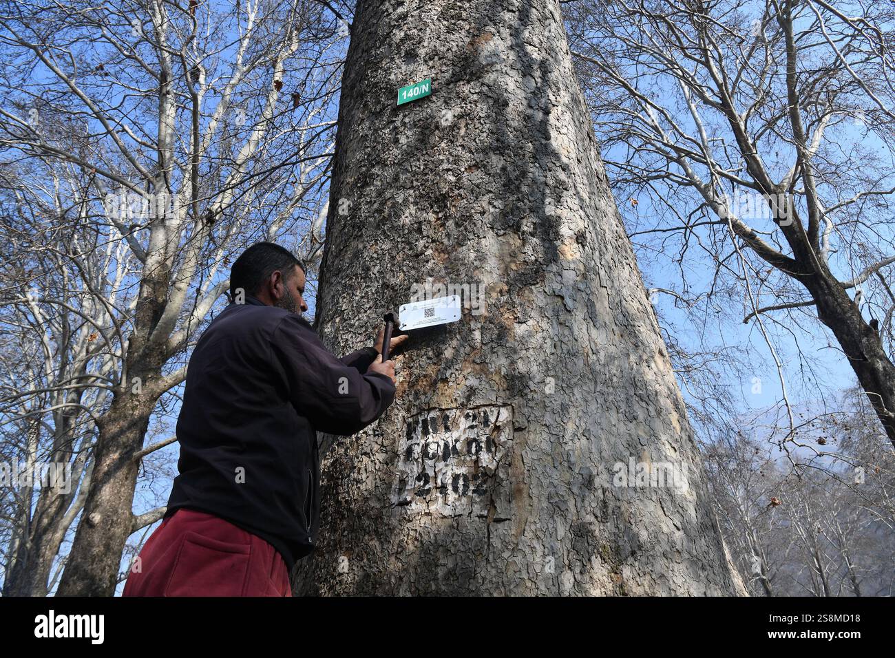 January 23, 2025, Srinagar, Jammu And Kashmir, India: Workers install a ...