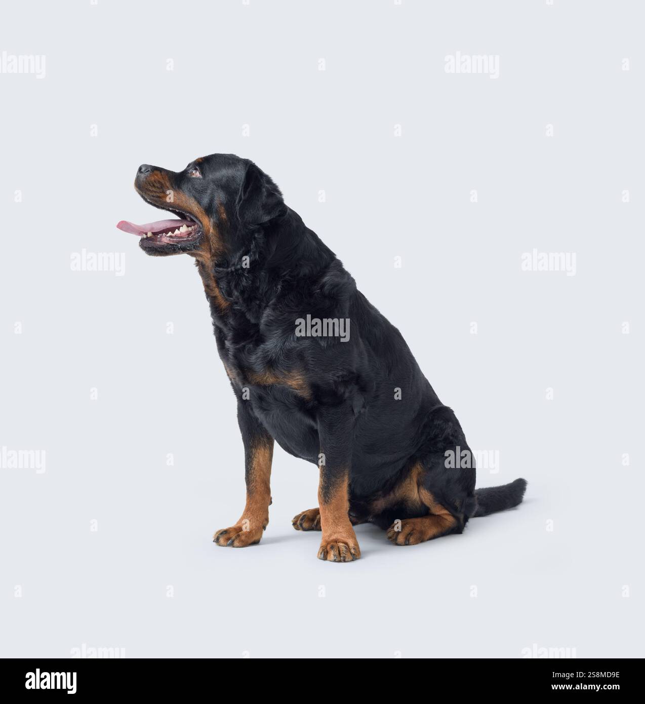 Beautiful Rottweiler sitting and looking away, dog breeds concept ...