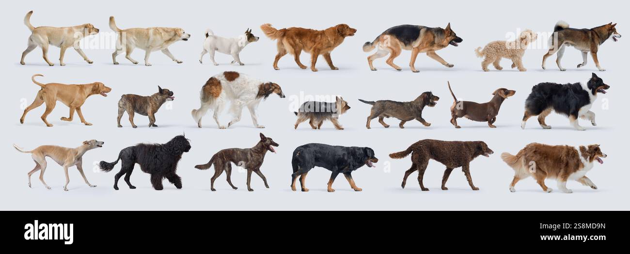 Dogs of different breeds walking profile view, full body, collection of portraits Stock Photo ...