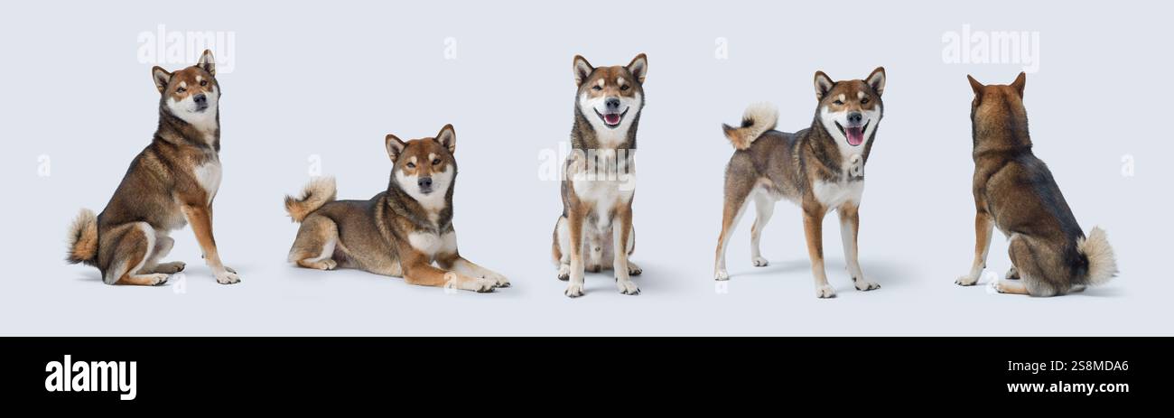 Collections of dog portraits in different poses, Shiba Inu dog breed ...