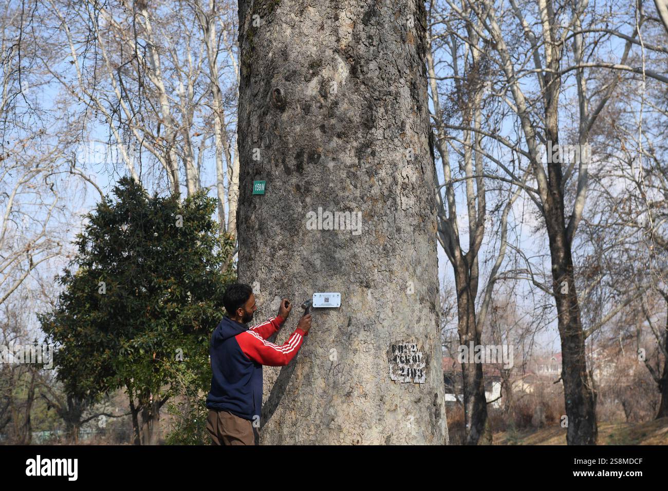Srinagar, Jammu And Kashmir, India. 23rd Jan, 2025. Workers install a ...