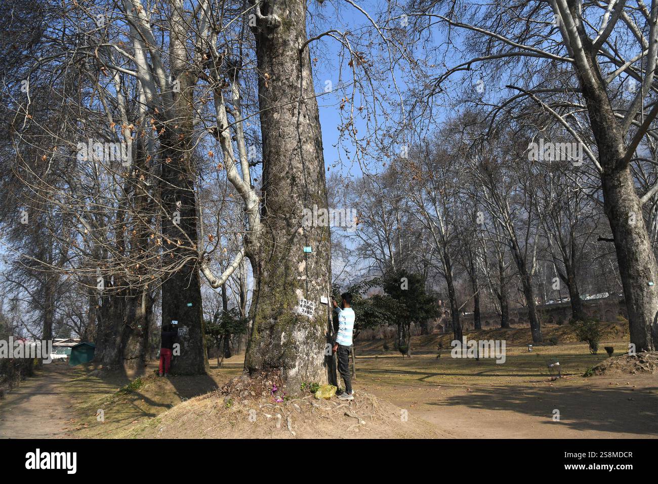 Srinagar, Jammu And Kashmir, India. 23rd Jan, 2025. Workers install a ...