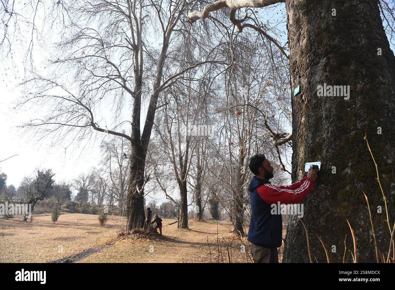 Srinagar, Jammu And Kashmir, India. 23rd Jan, 2025. Workers install a ...