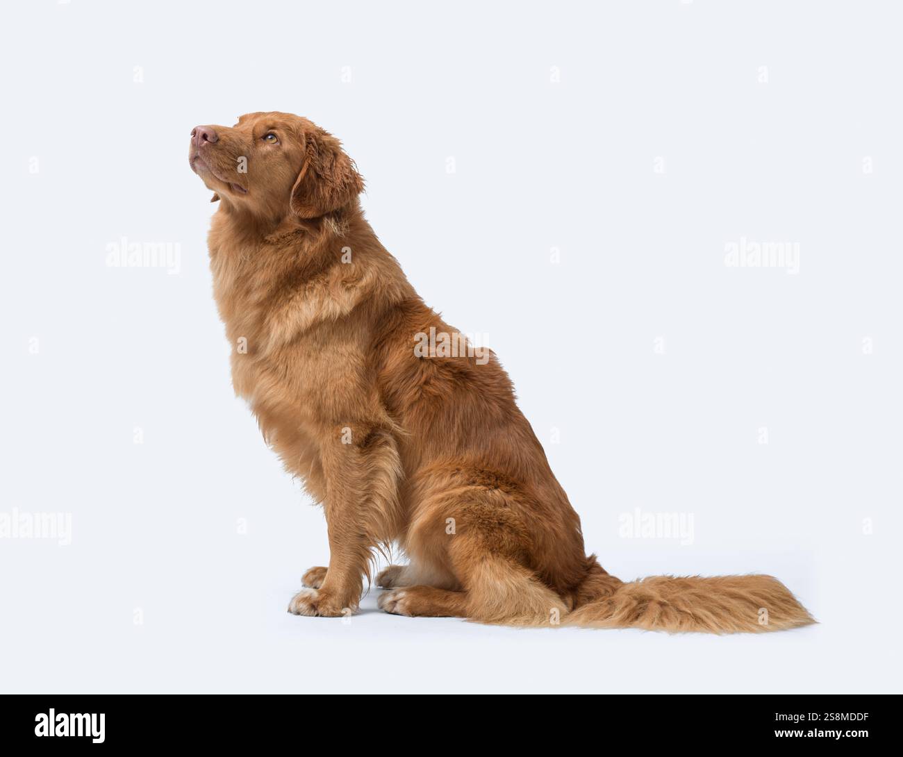 Nova Scotia Duck Tolling Retriever sitting, side view, isolated on ...