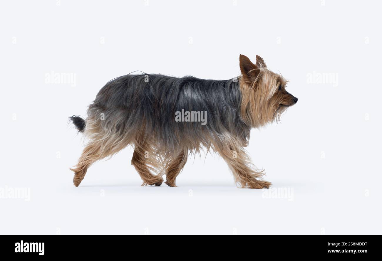 Portrait of a senior female Yorkshire Terrier dog side view, isolated ...