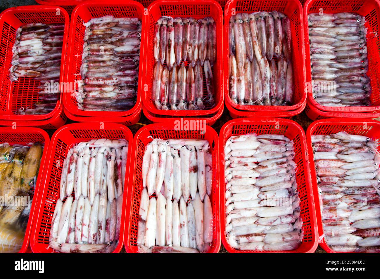 Fresh raw squid at the local market in the city of Duong Dong, Phu Quoc Island, Vietnam Stock ...