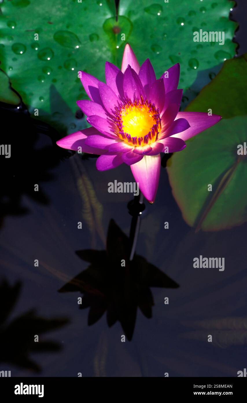 Nelumbo nucifera is known by a number of common names, including blue ...