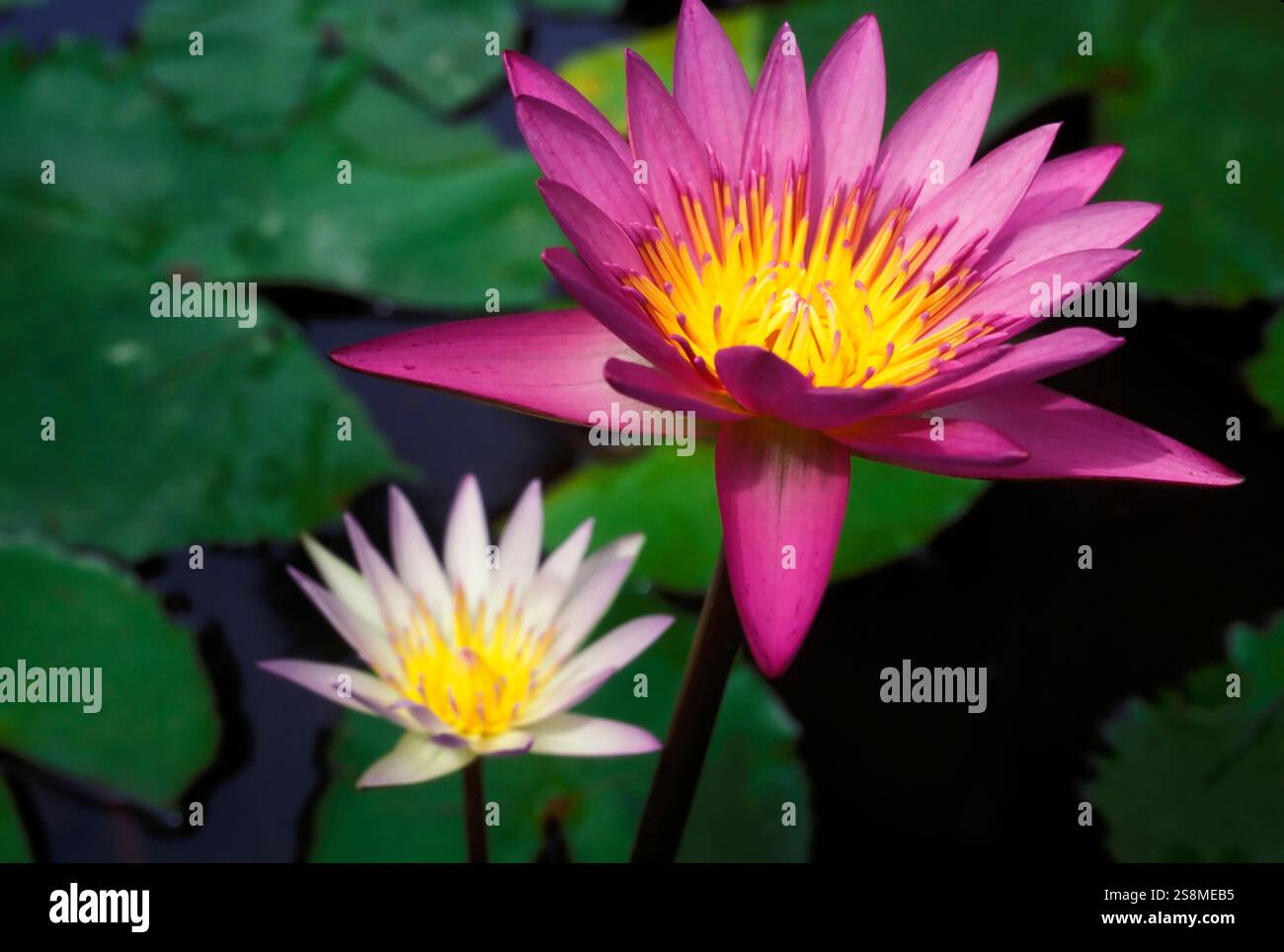 Nelumbo nucifera is known by a number of common names, including blue ...