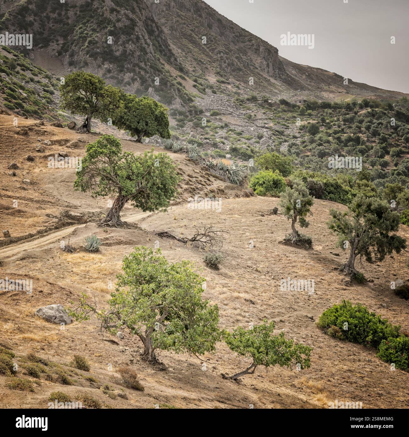 The Rif mountains above Chefchaouen. Carob trees and olive trees on the ...