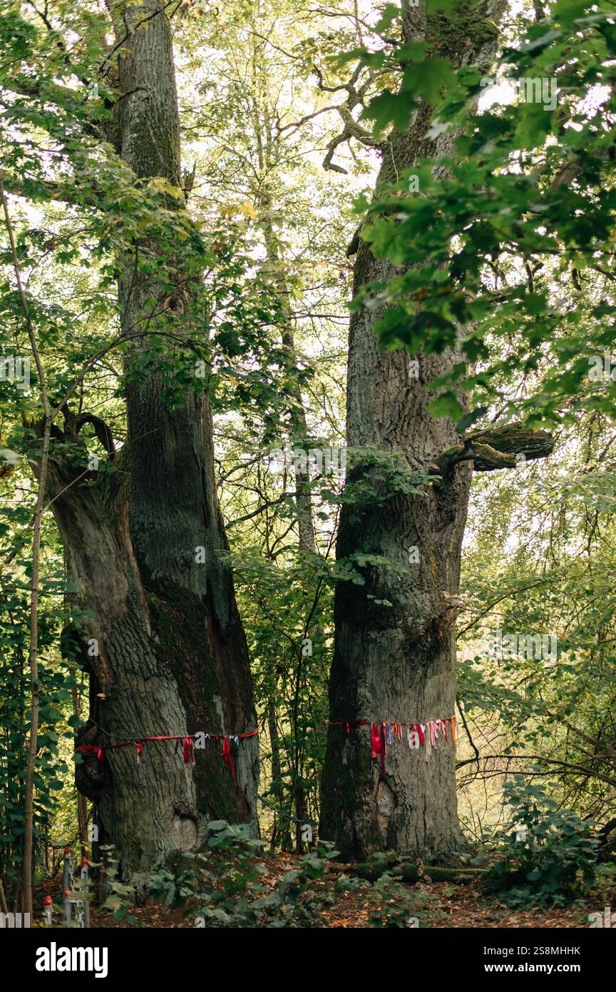 old oak trees tied with ribbons. High quality photo Stock Photo - Alamy