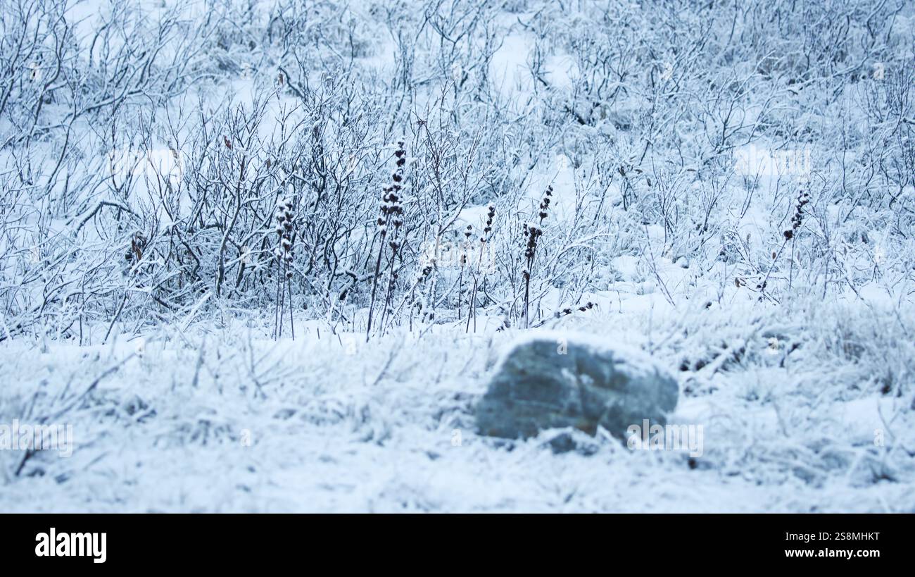 winter image, snow-covered ground and different frost-covered grasses ...