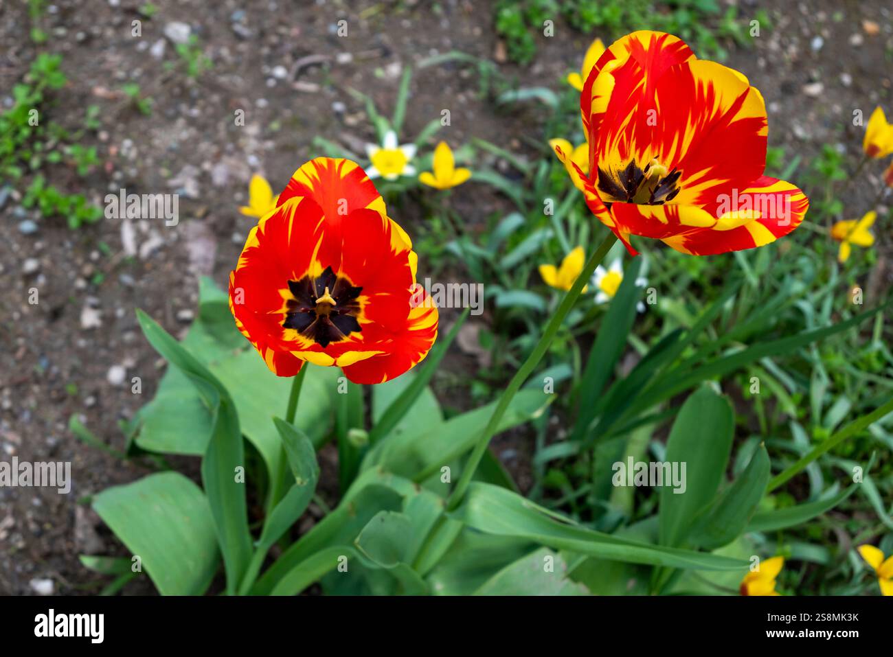 First flower plan. Nature color on green background Stock Photo - Alamy
