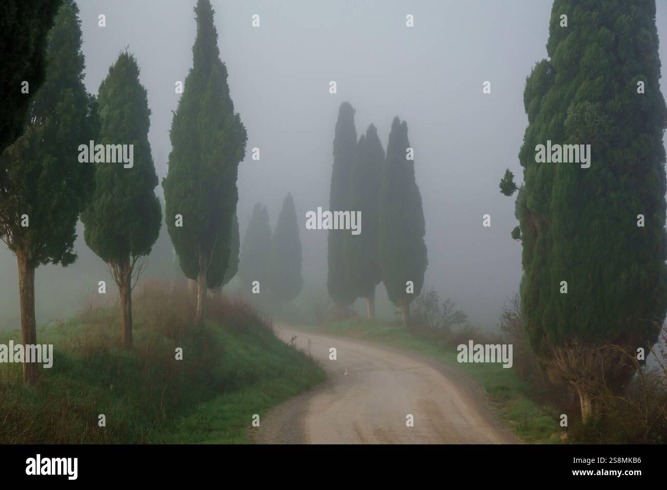 Serene rural path lined with tall cypress trees in dense fog evoking ...