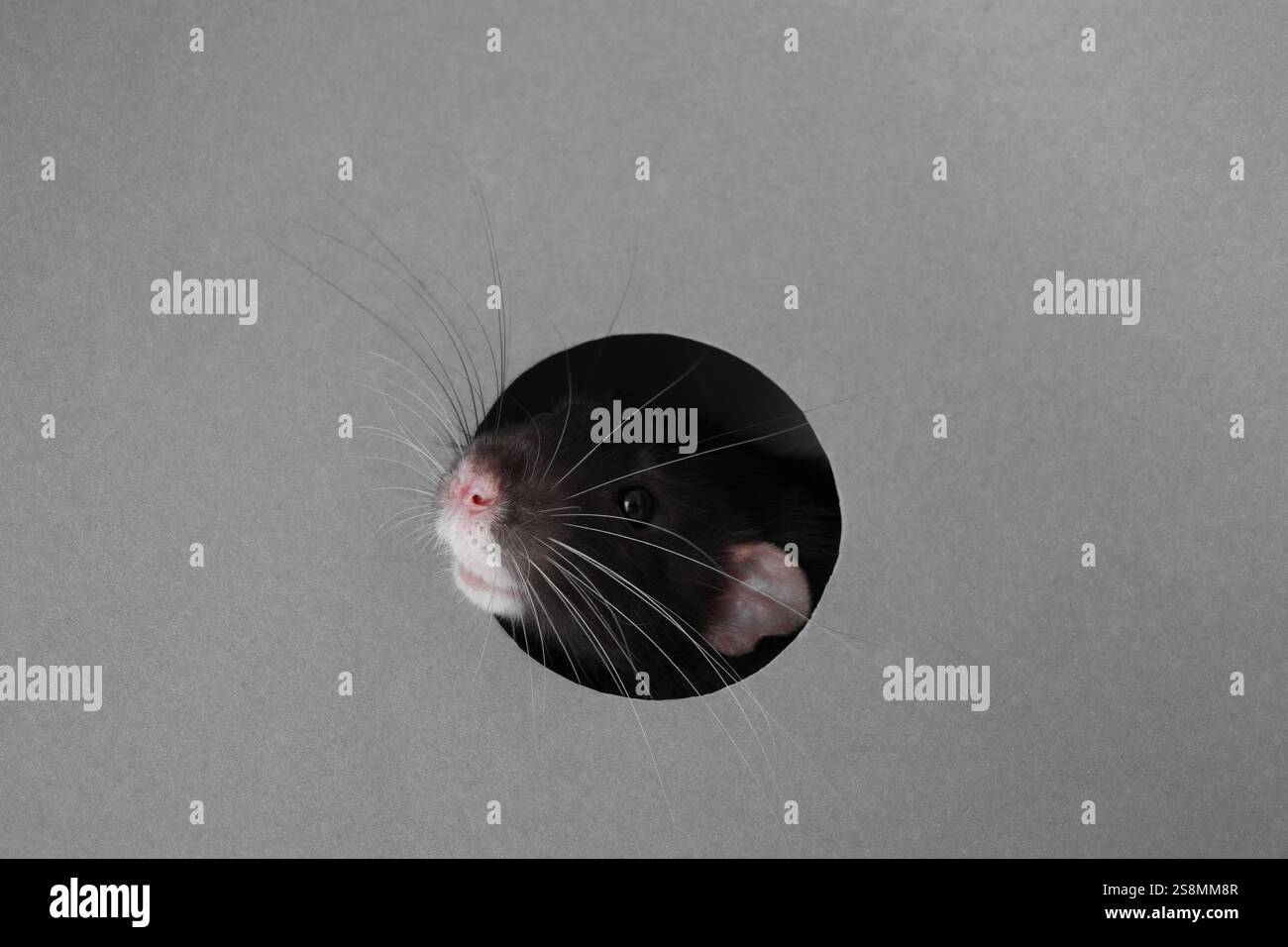 Cute rat looking through hole in grey paper sheet Stock Photo - Alamy