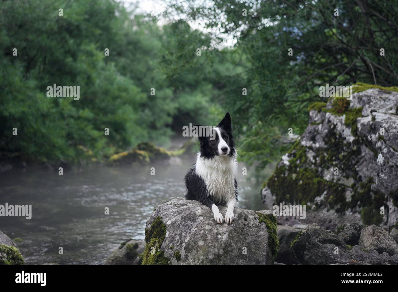 A Border Collie lies quietly on a rock near a forest stream, surrounded ...