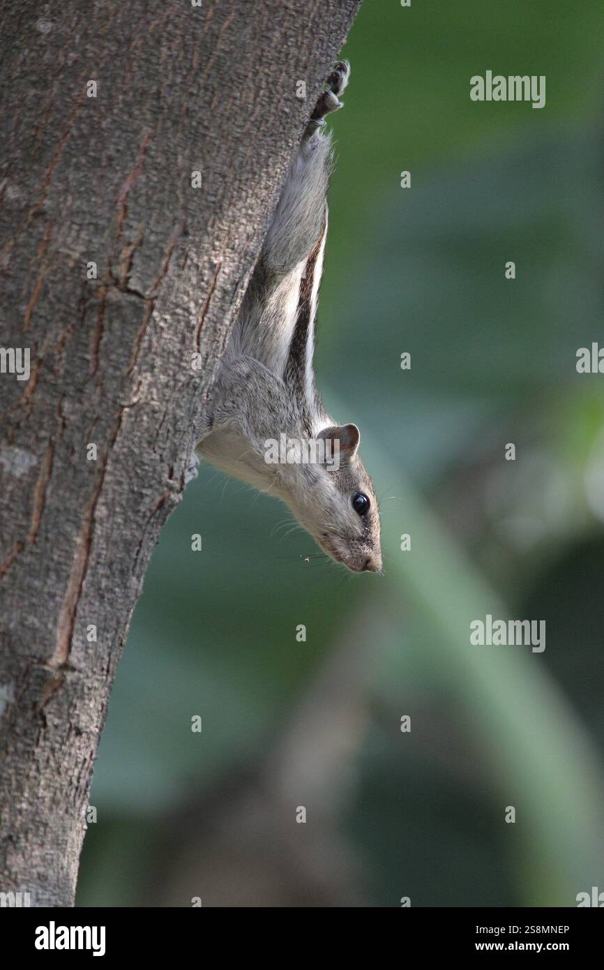 An Indian palm squirrel (Funambulus palmarum) clings to a tree trunk in ...