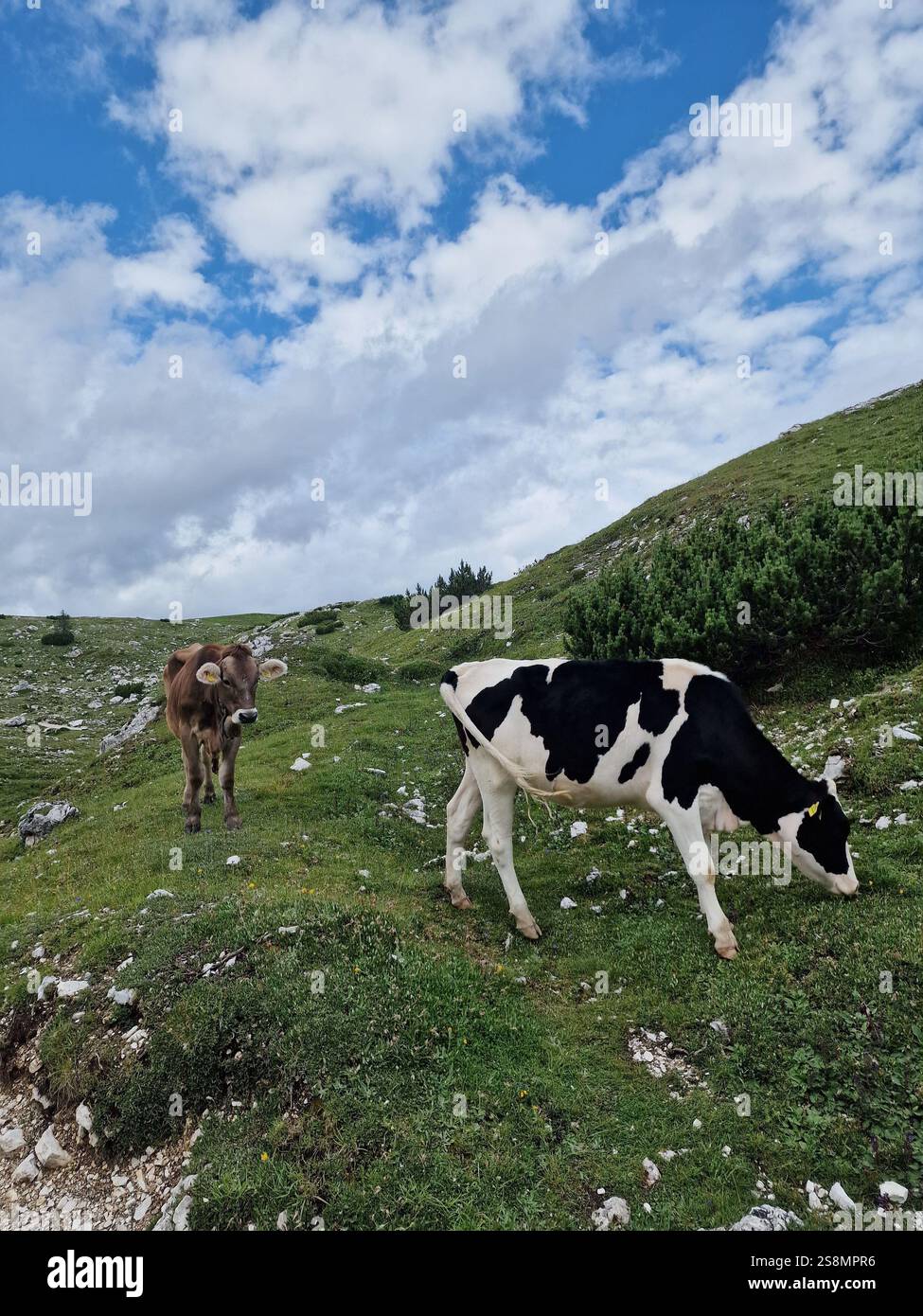 Two cows grazing in a lush green field under a vibrant sky filled with ...