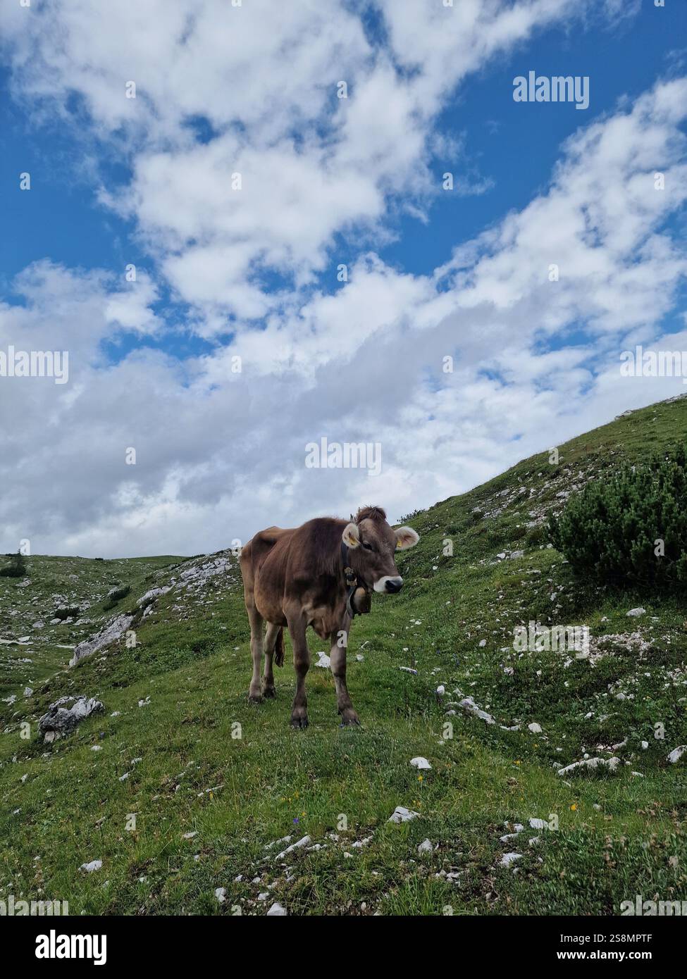Cute little brown alpine cow in a lush green field under a vibrant sky ...