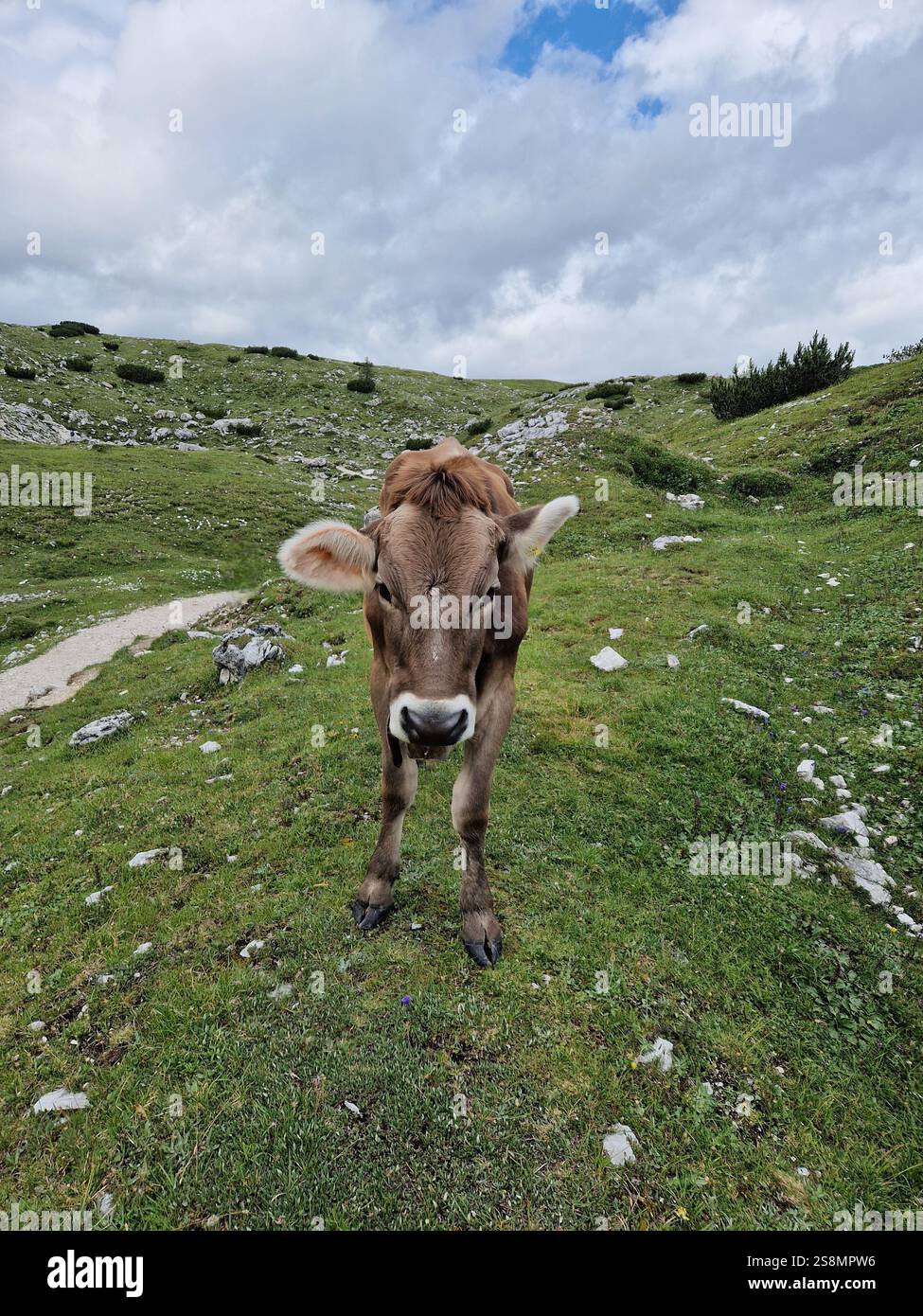Cute little brown alpine cow in a lush green field, charming rural ...