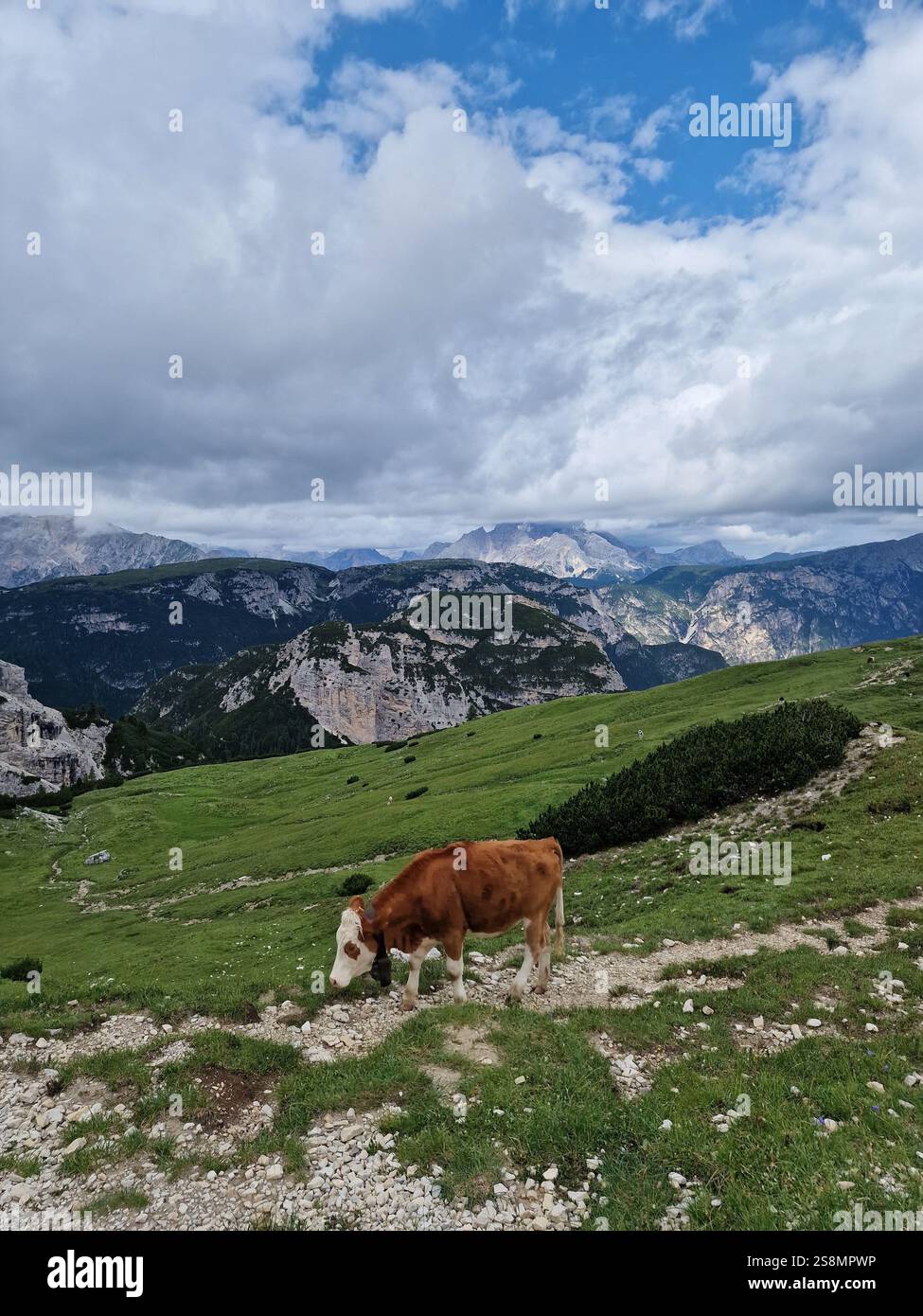 Alpine cow grazing in a lush green field under a vibrant sky filled ...