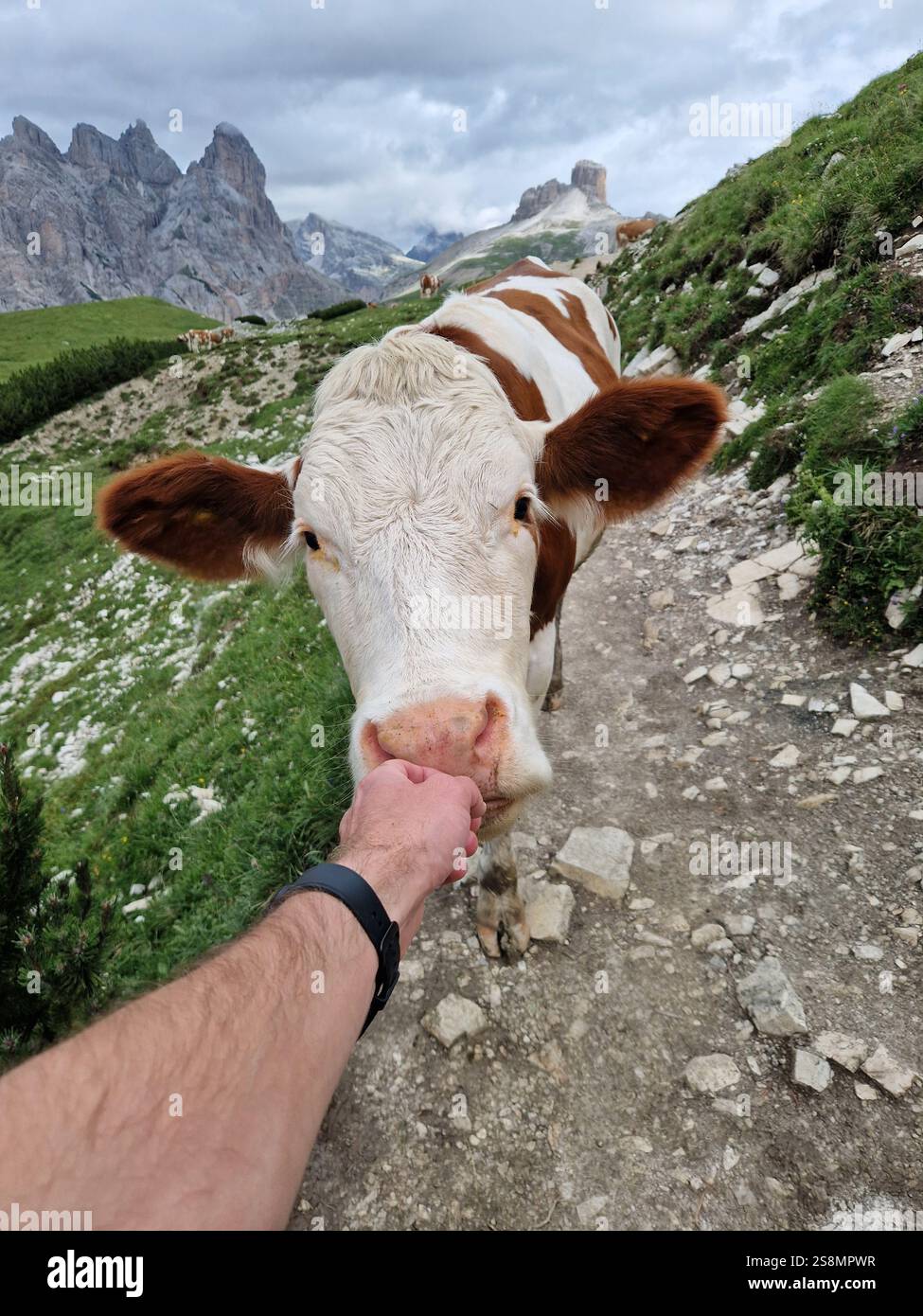 Human hand reaching to pet alpine white and brown cow, Italian ...