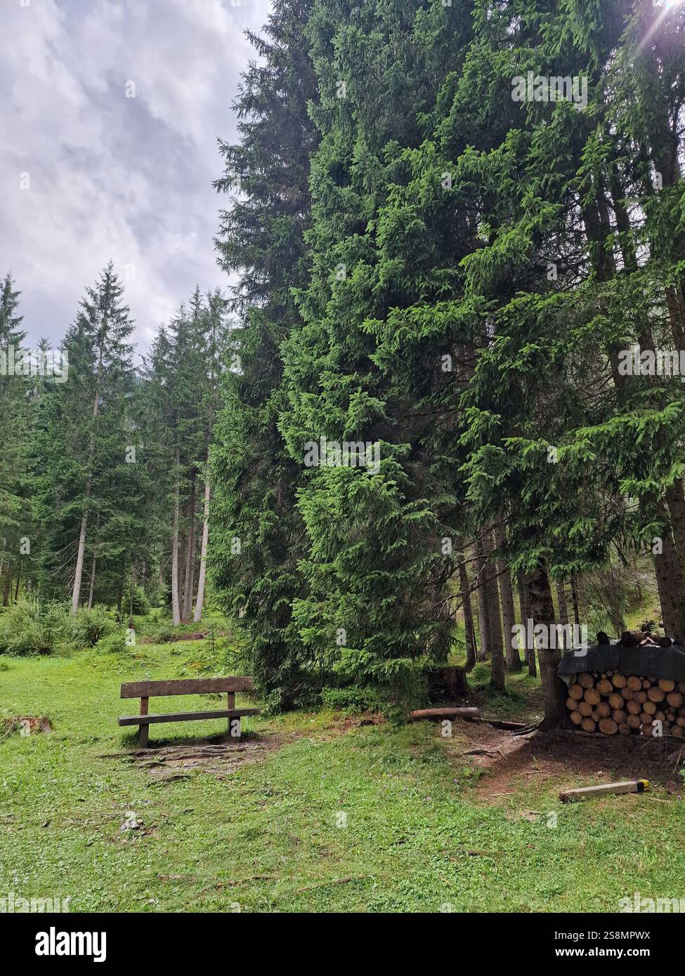 Enchanting forest scene, serene beauty of towering evergreen trees ...