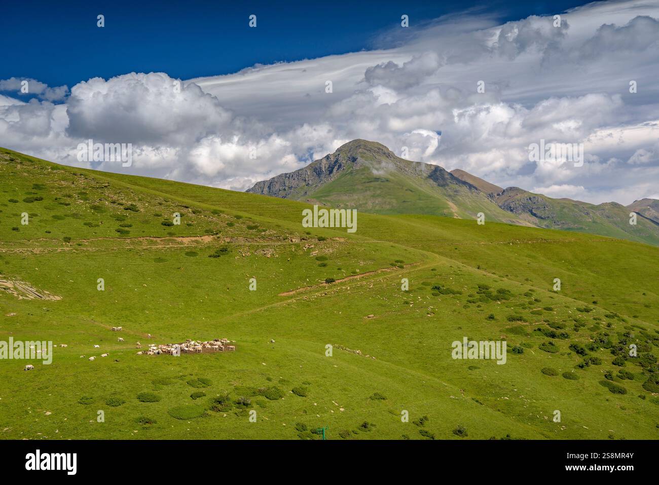 Alpine meadows with cows in the valley of Àssua in summer. In the ...