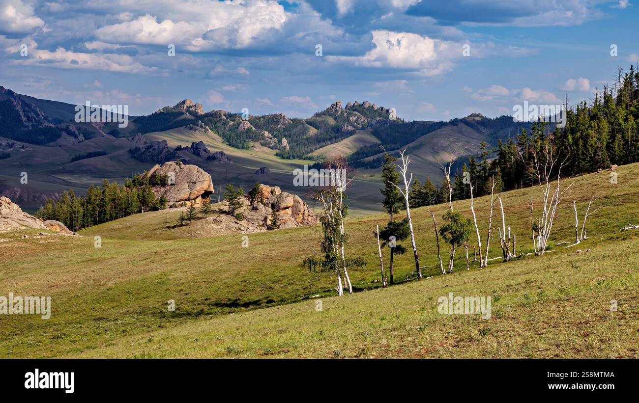 Landscape birches forest road hi-res stock photography and images - Alamy
