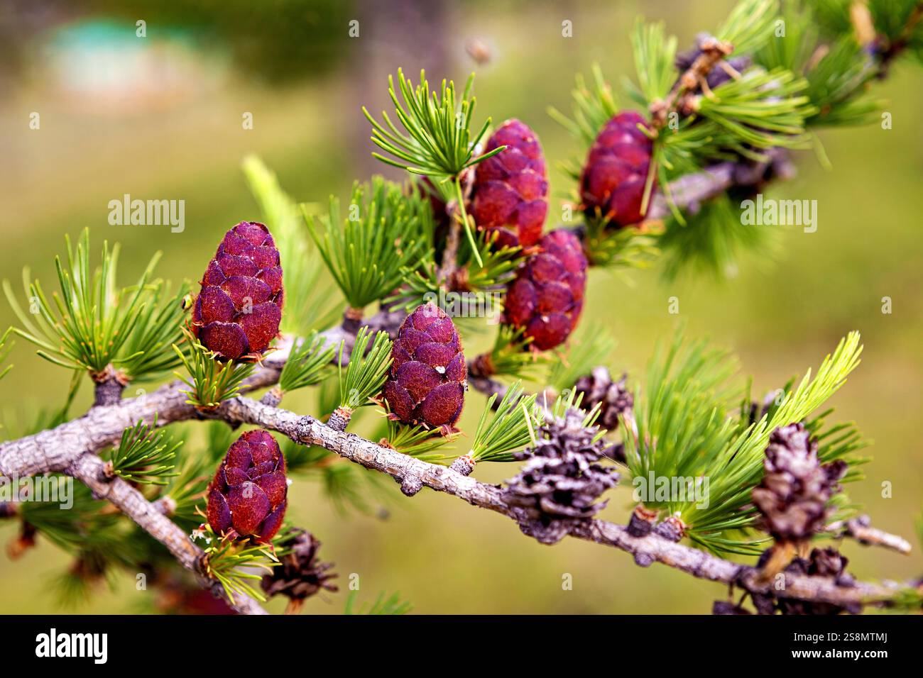 Larch and pine trees hi-res stock photography and images - Alamy
