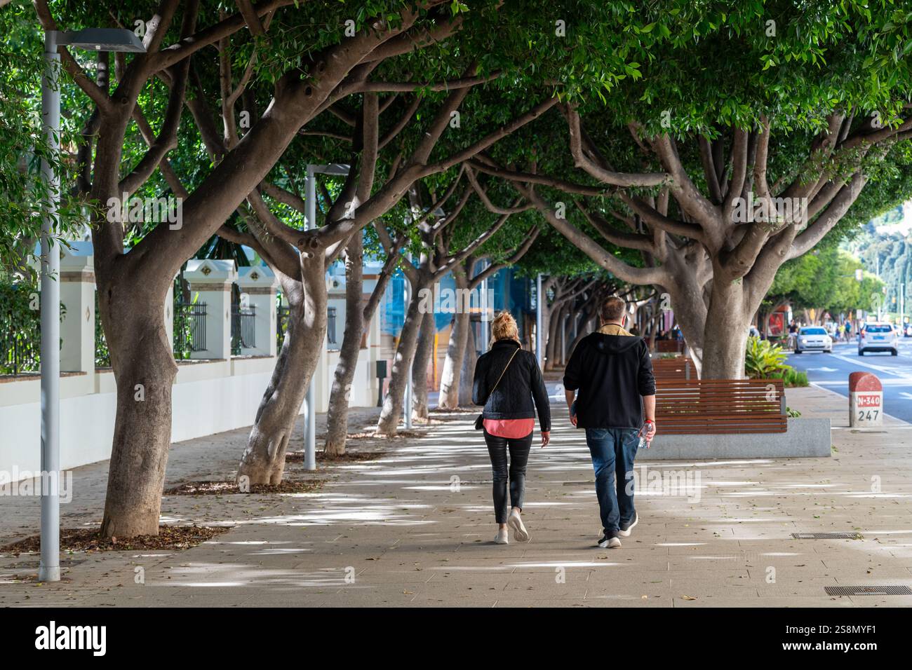 Malaga, Spain, 29 December 2024 People walk on the sidewalk of a tree ...