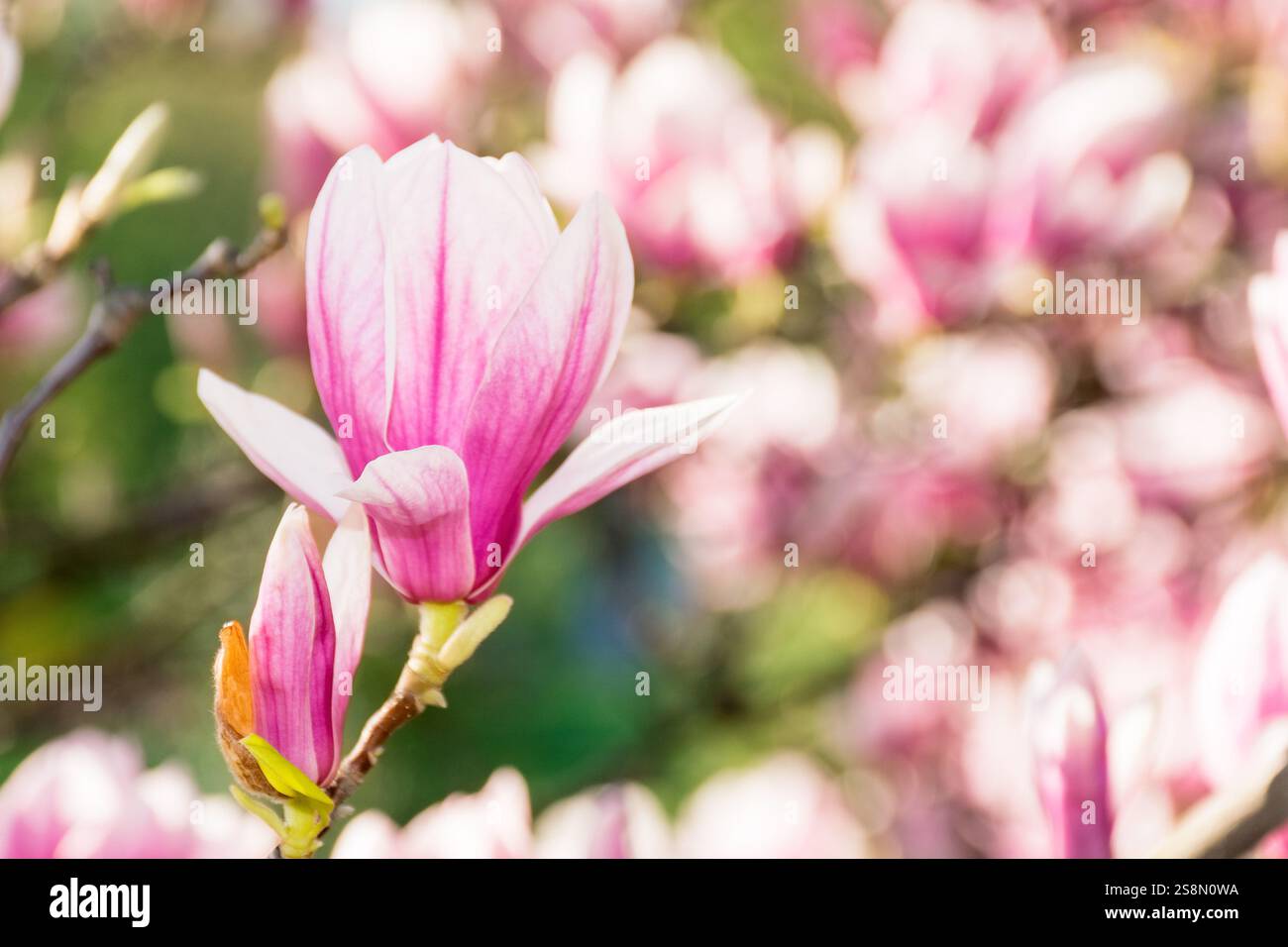 magnolia bloom in spring. romantic season. branch with pink flowers ...