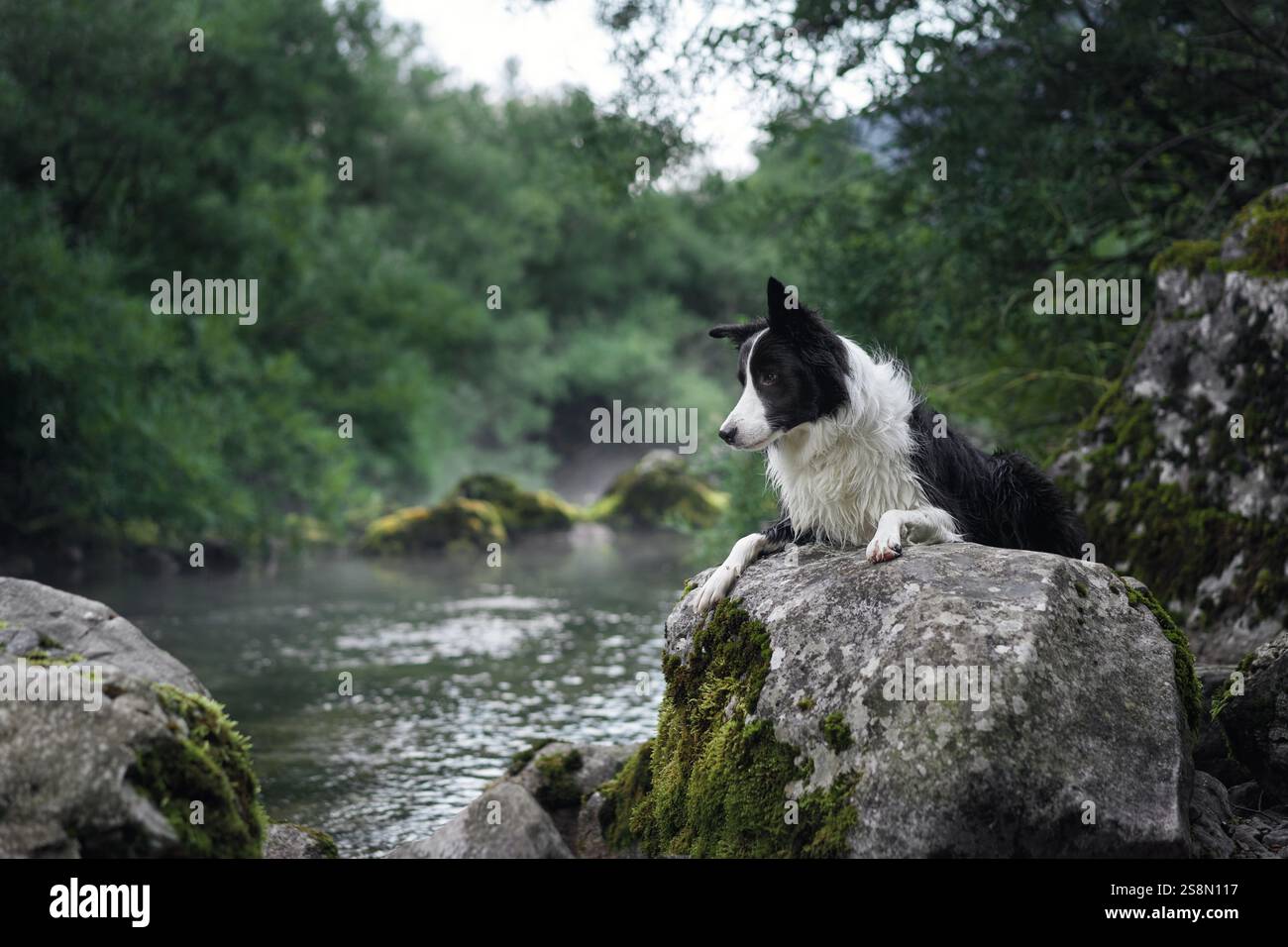 A Border Collie sits on a rock, gazing over a river surrounded by dense ...
