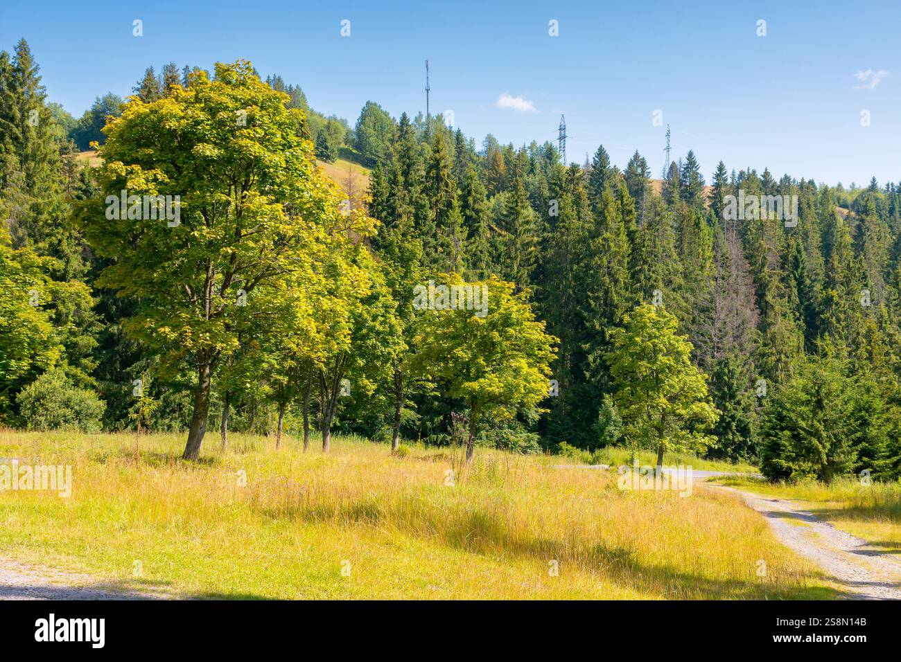 country road through forest. beautiful place view. carpathian mountain landscape. green trees ...