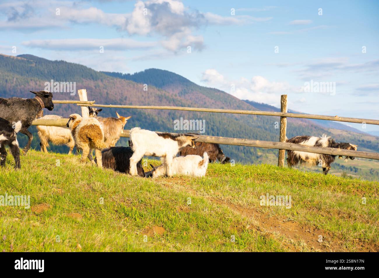 domestic goat herd on the pasture. green environment. countryside ...