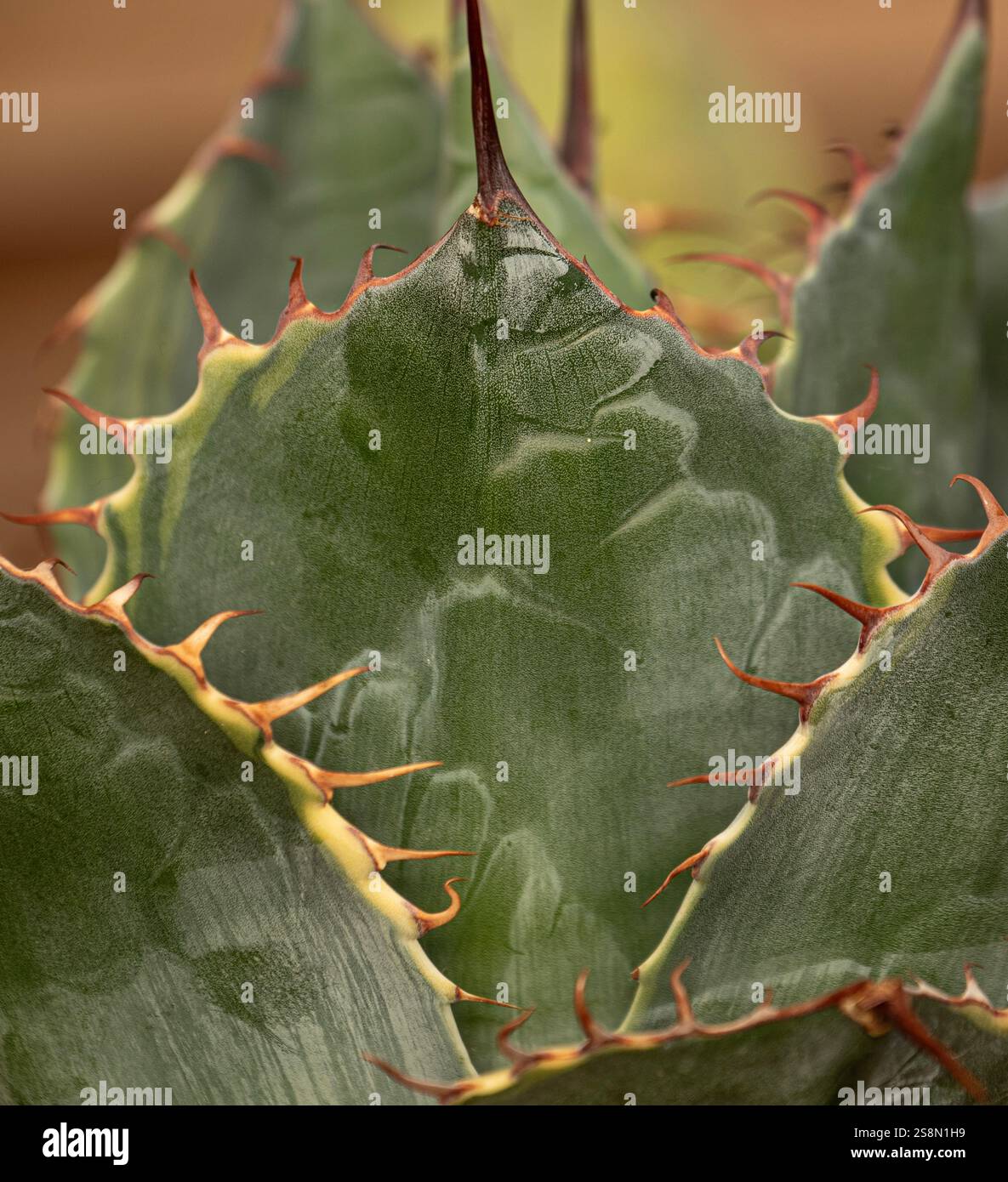 Natural close up, semi-abstract, patterns in nature / plantlike ...