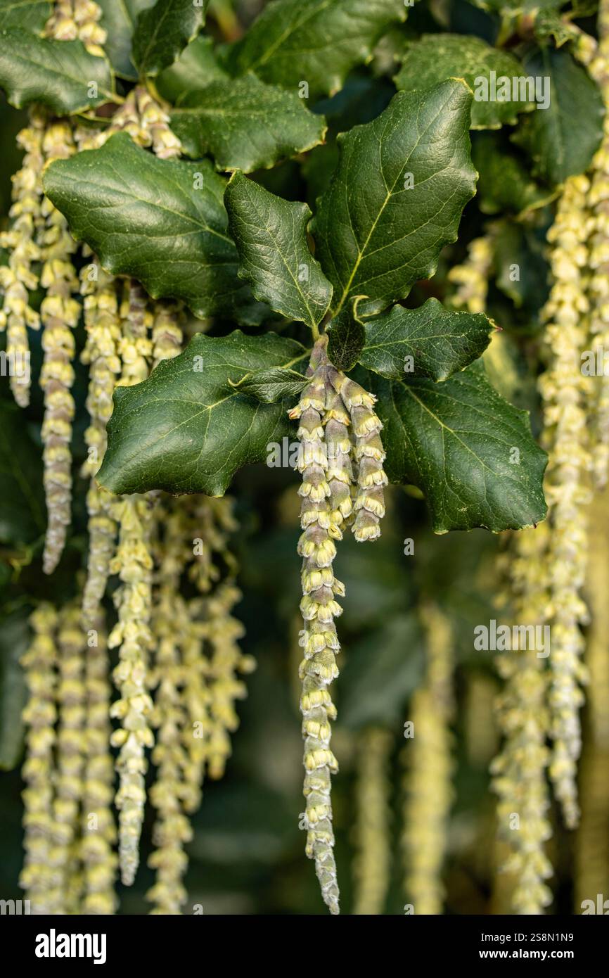 Natural close up plant portrait of the stunning long catkins of Garrya ...