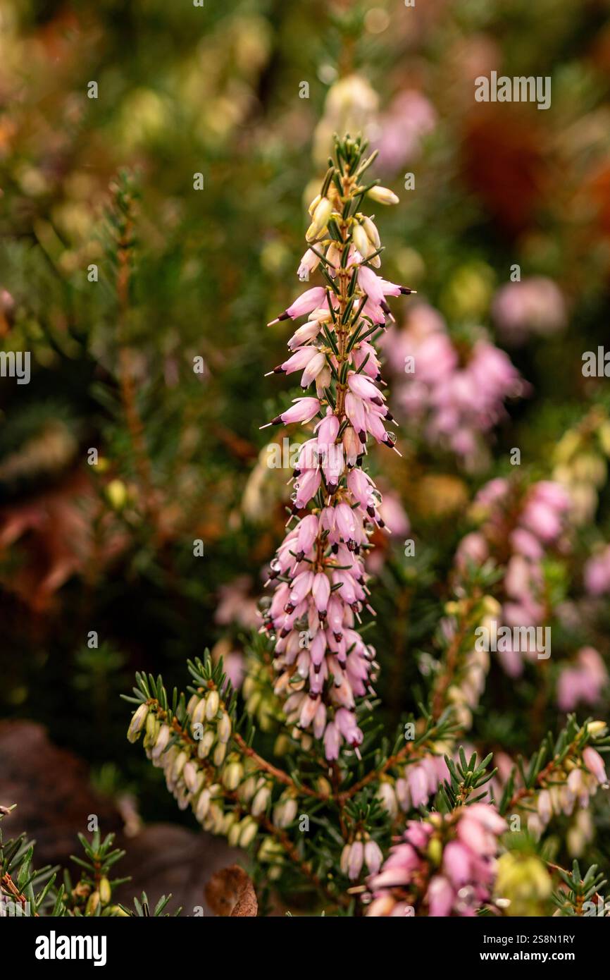Natural close up flowering plant portrait of the pretty Erica x ...