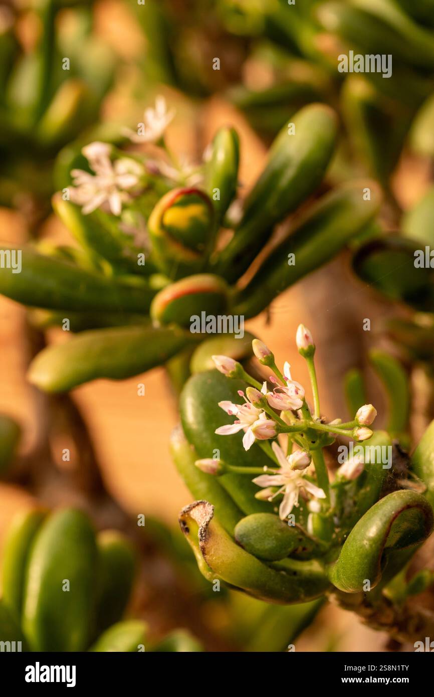Natural close up flowering, small white flowers, plant portrait of ...