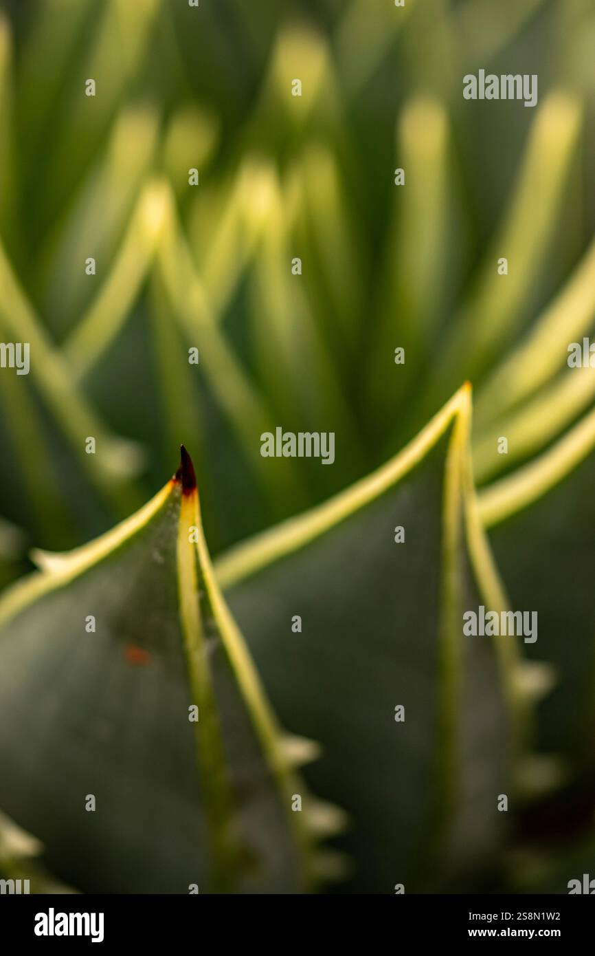 Natural close up plant portrait of Aloe Polyphylla, the spiral aloe ...