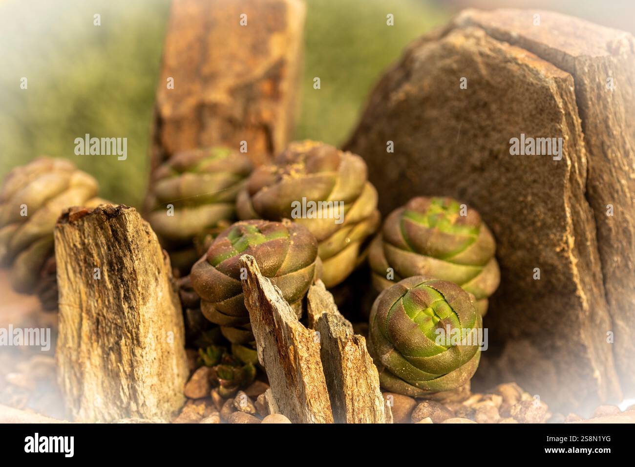 Sentkannetjie hi-res stock photography and images - Alamy