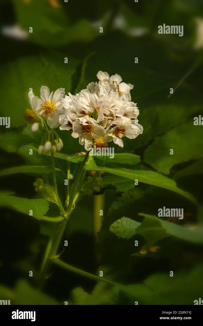Natural close up flowering plant portrait of Sparrmannia Africana ...