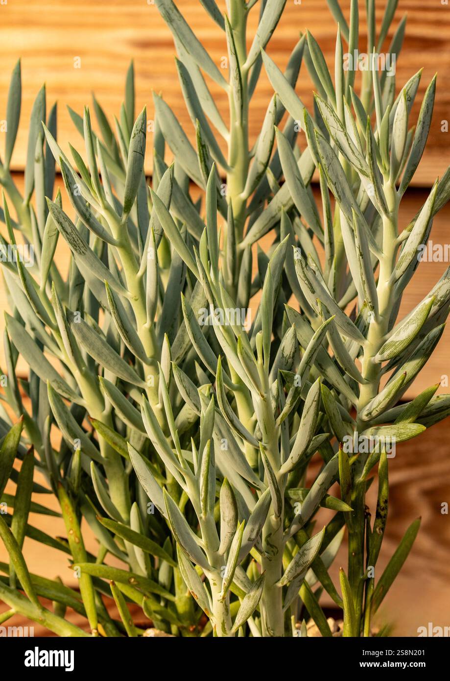 Natural close up plant portrait of the fleshy Curio Ficoides 'Mount ...