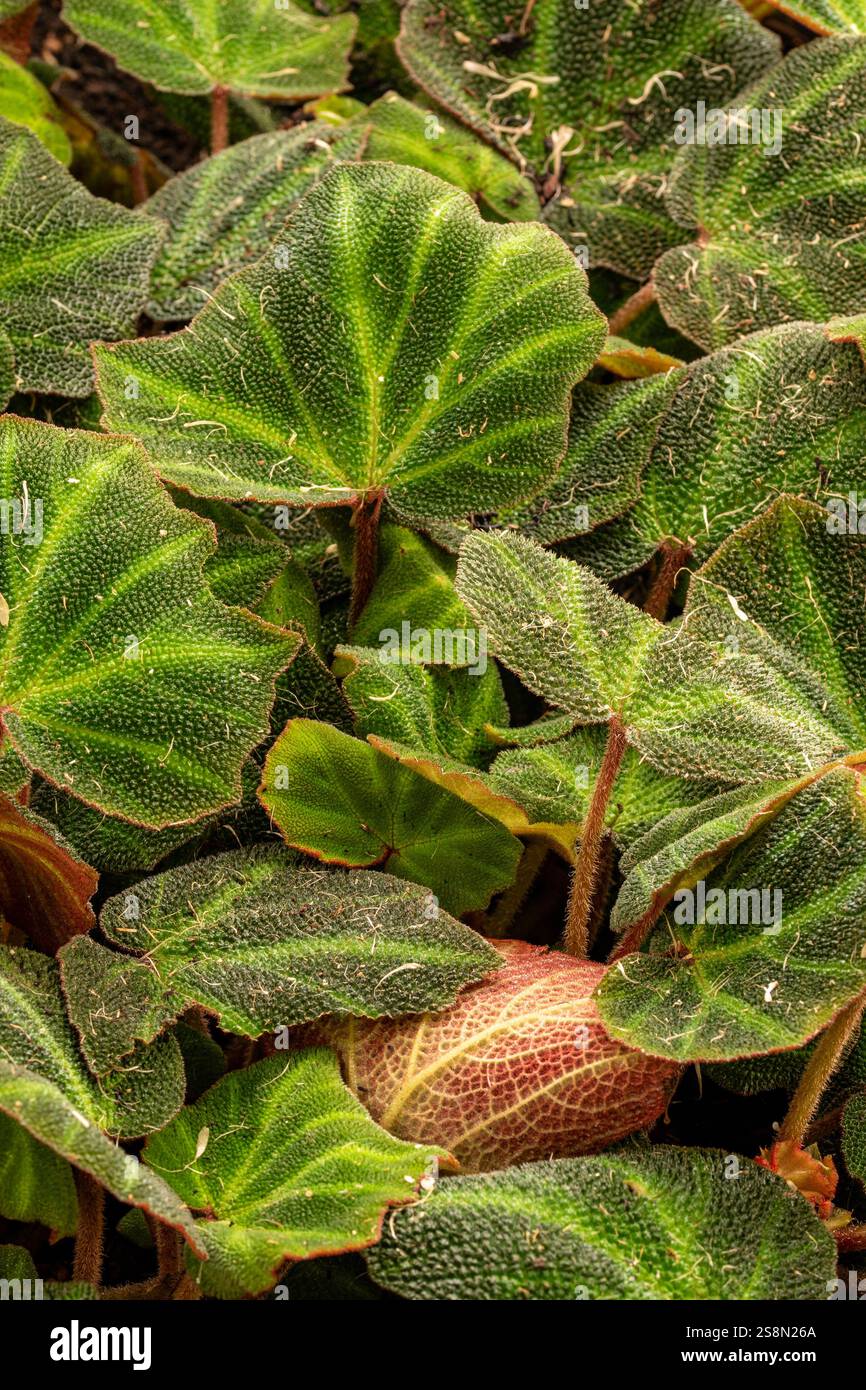 Close-up flowering plant portrait highlighting the striking natural ...