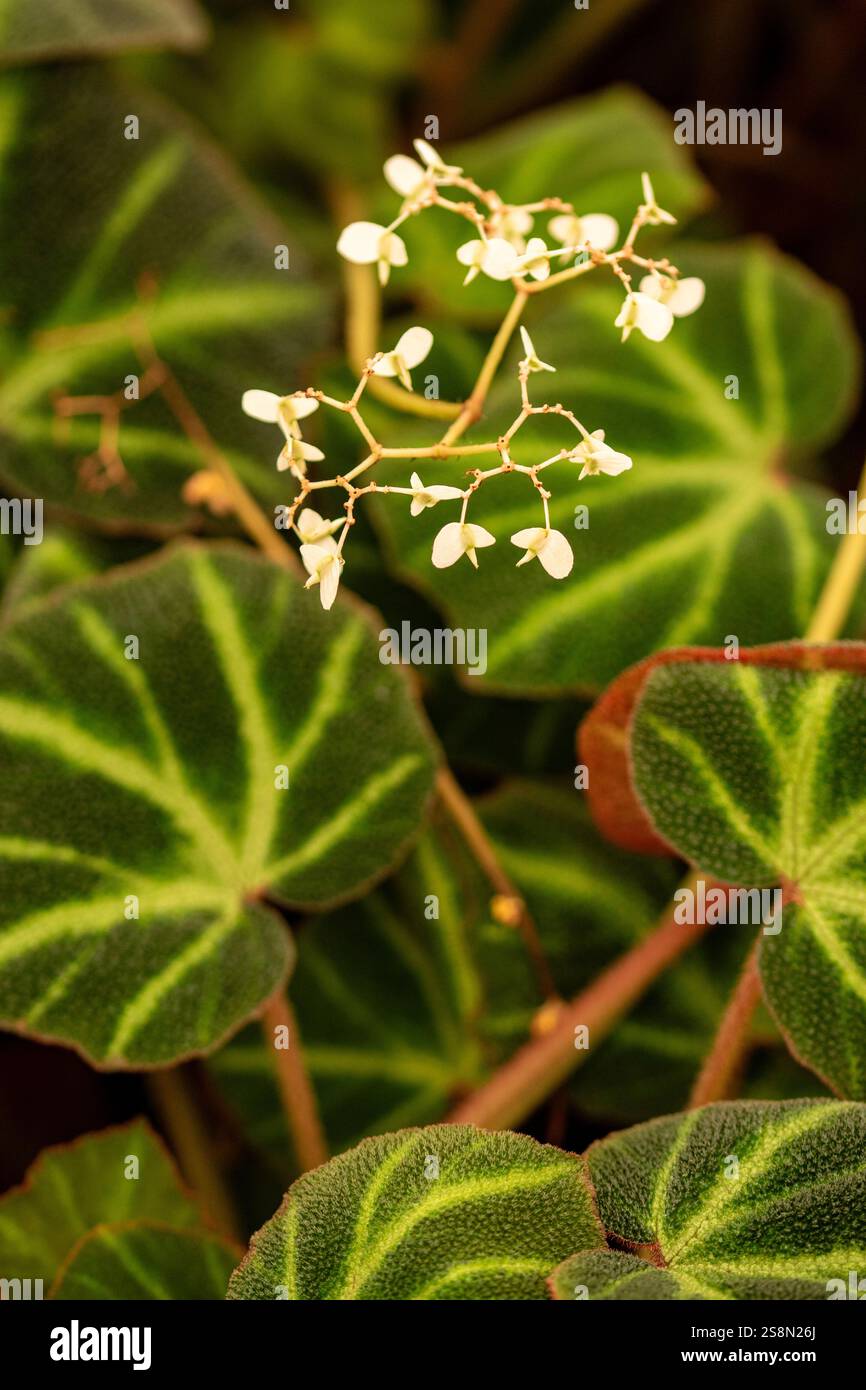 Close-up flowering plant portrait highlighting the striking natural ...